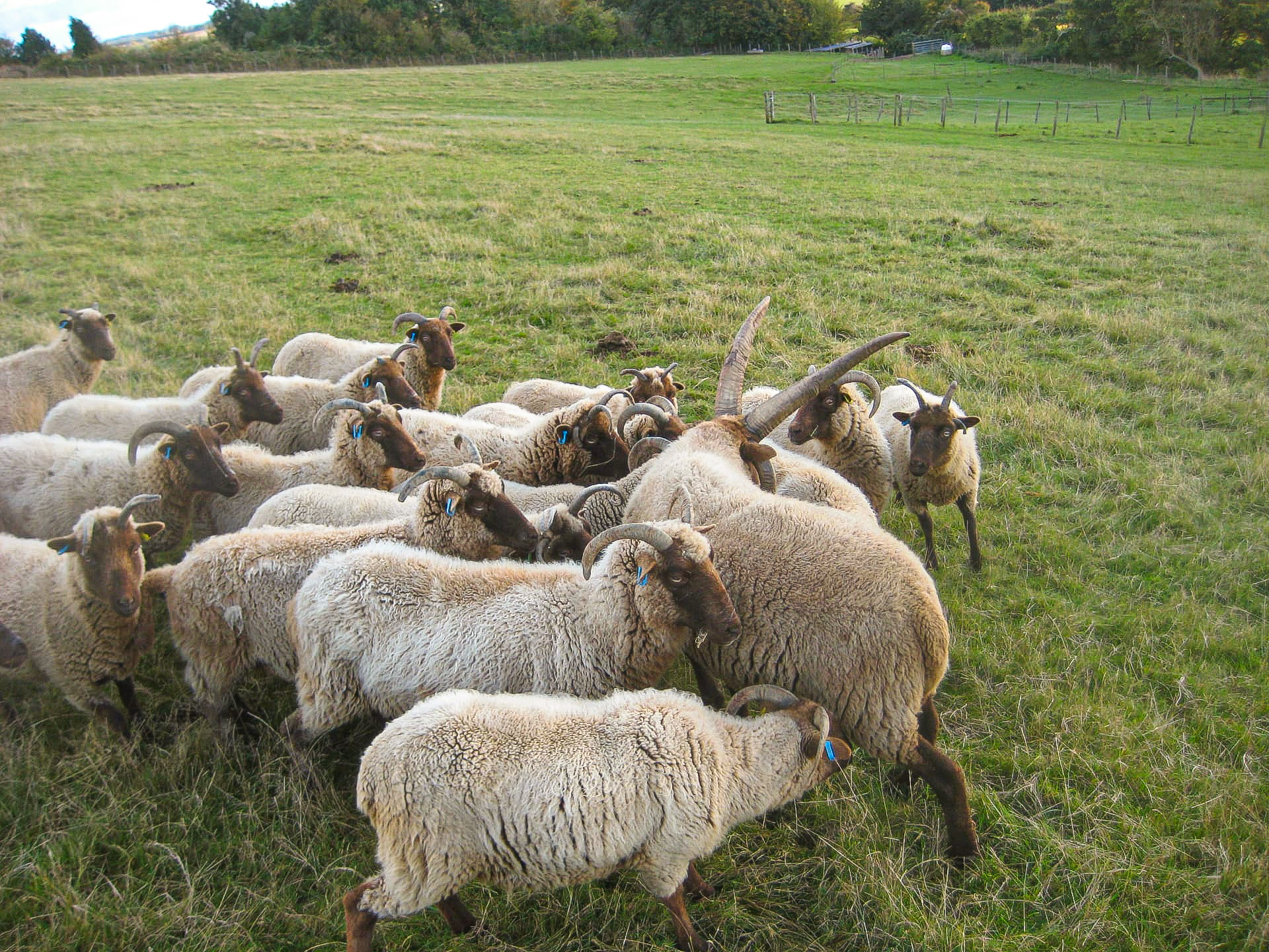Manx Loaghtan Deep Dive – Spinning Earth Wool
